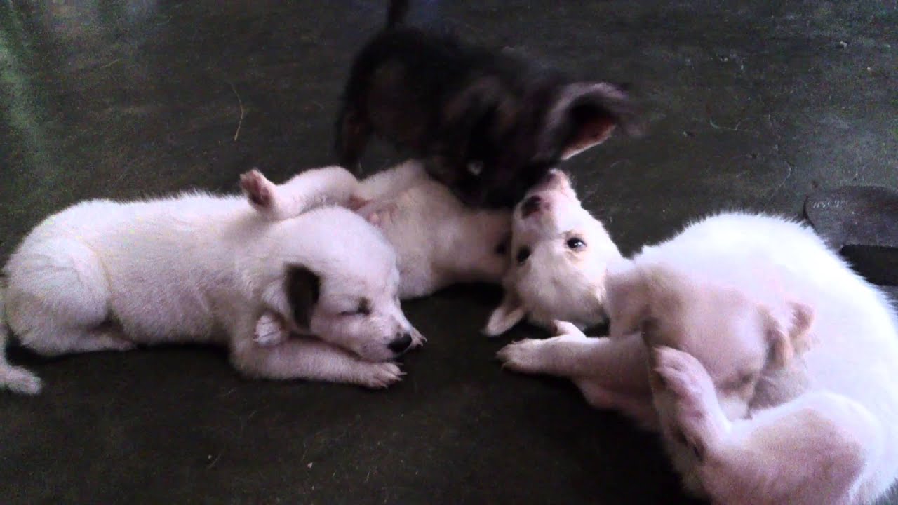 Aspin Puppies Youtube