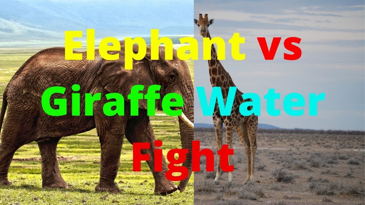 Elephant Vs Giraffe Water Fight Youtube