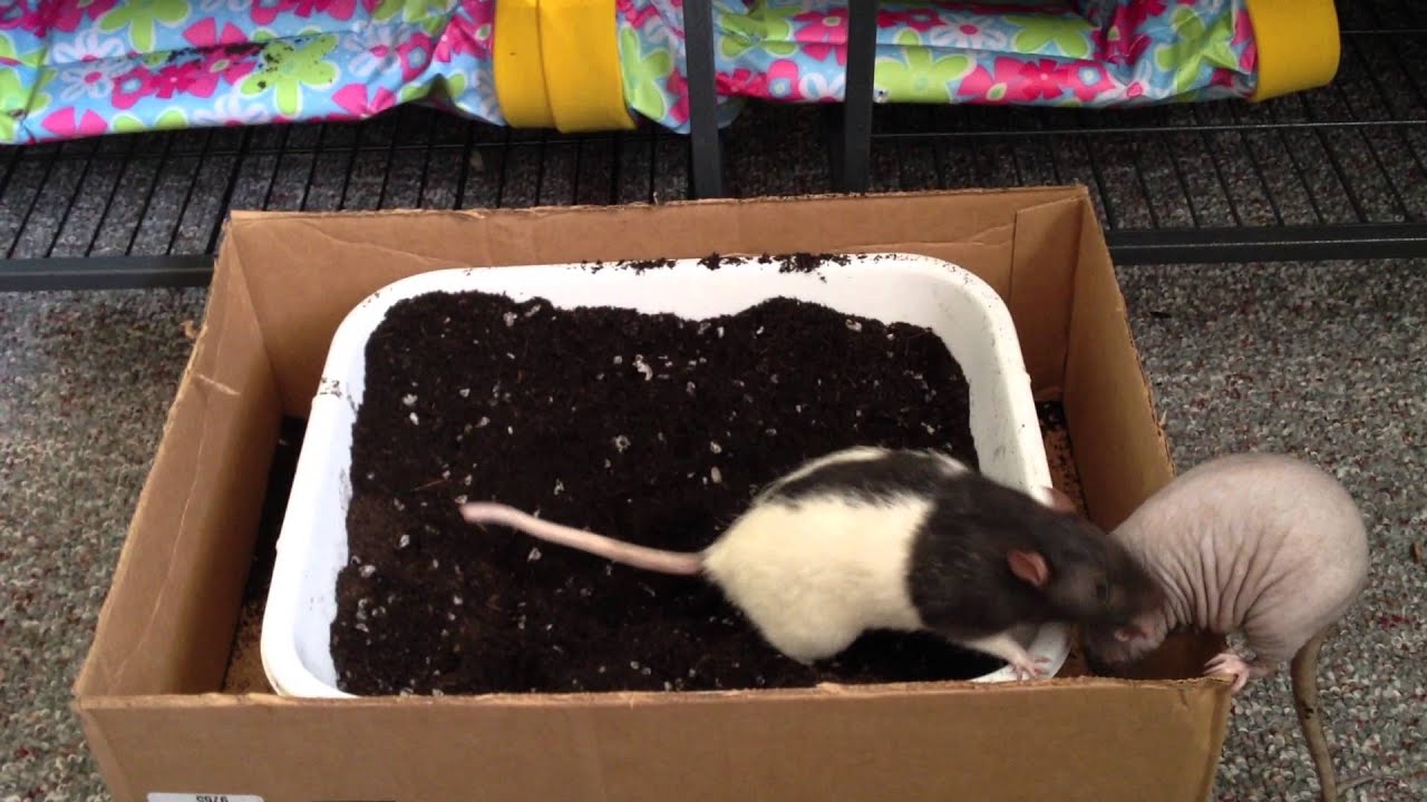 What To Put In Rat Dig Box At Amy Dieter Blog