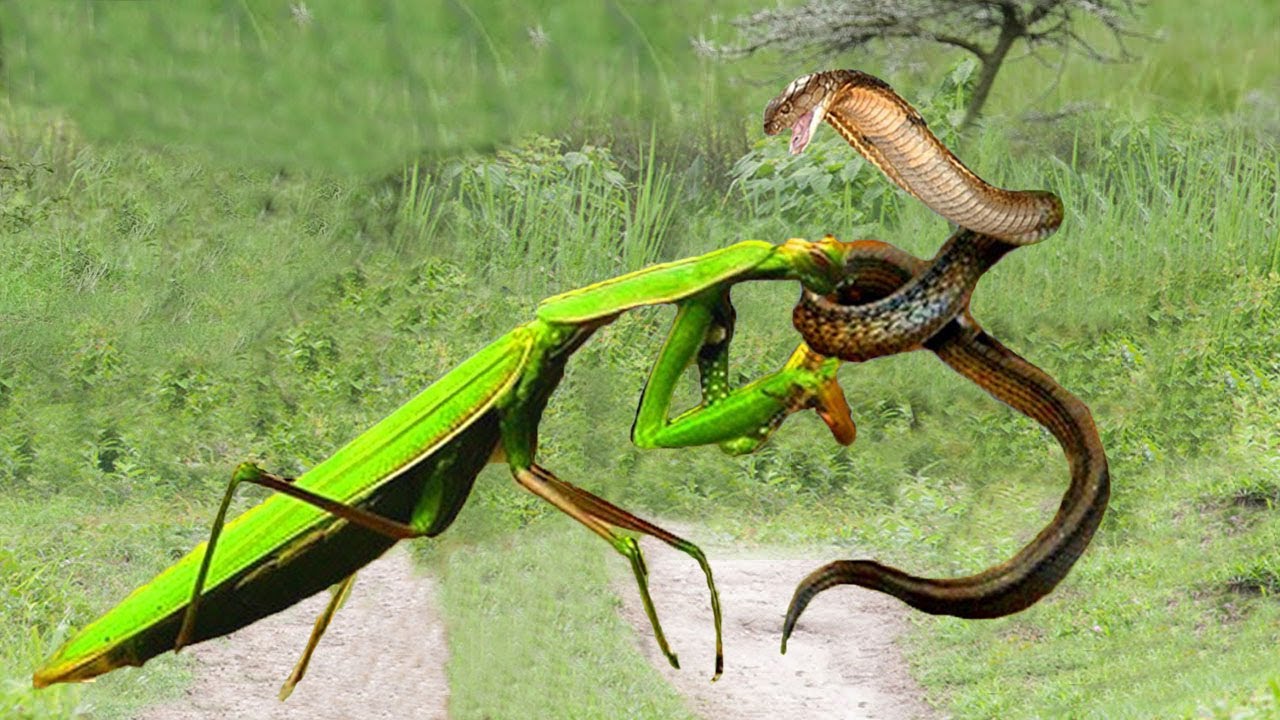 Snake Afraid Of Mantis At Marsha Shain Blog