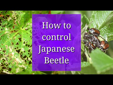 What Plants Naturally Deter Repel Japanese Beetles