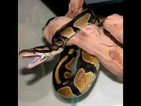 Ball Python Striking Youtube