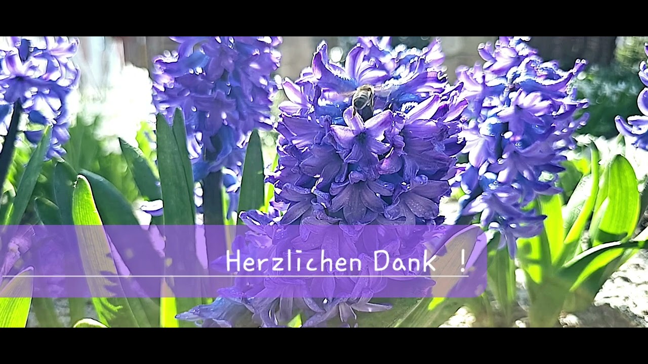Herzlichen Dank Youtube
