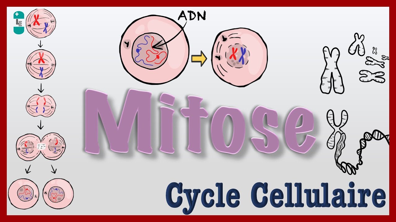 Mitose Explication Simple Division Cellulaire Chromosomes Cycle