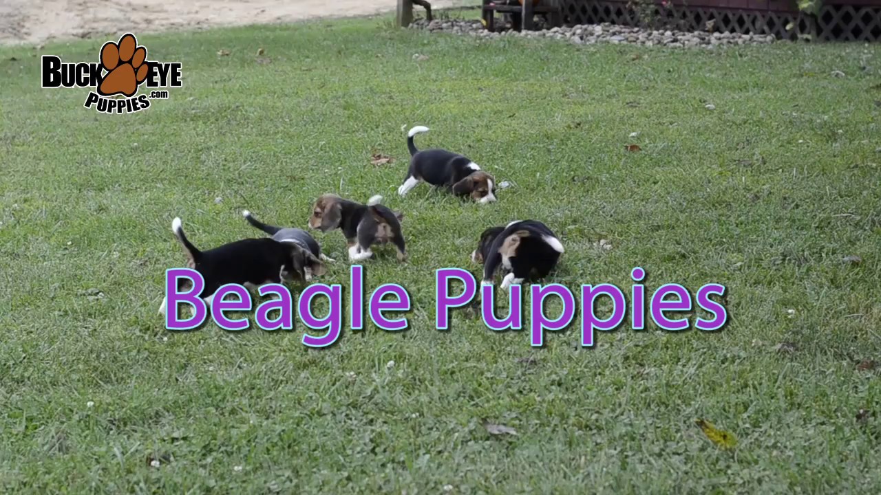 Beagle Puppies Youtube