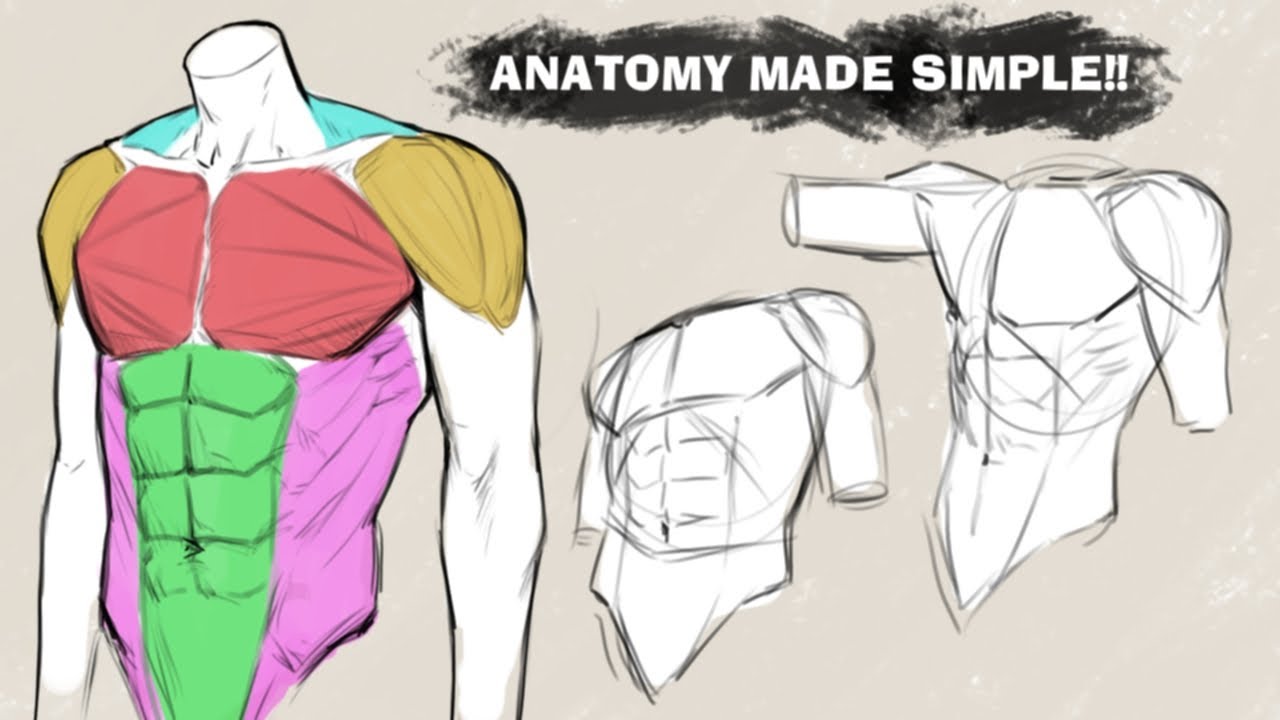 How To Draw Human Anatomy Muscles Labeled Infoupdate Org