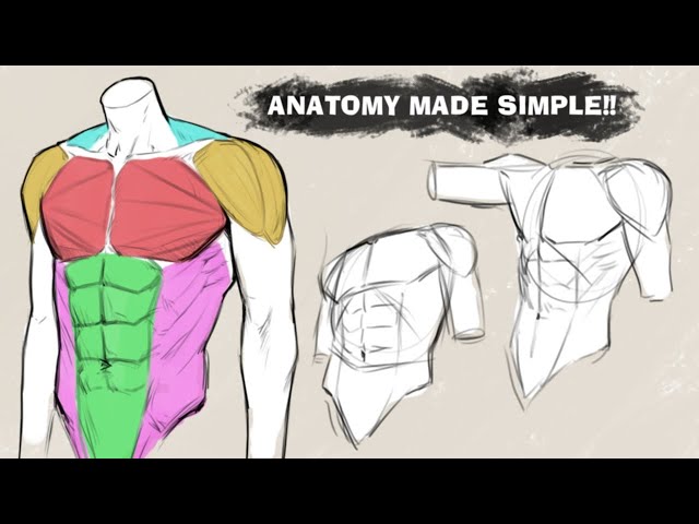 How To Draw Upper Torso
