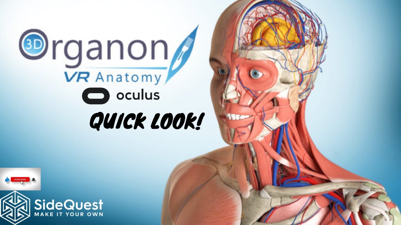 3d Organon Vr Anatomy Free Version Oculus Quest 2 Test Youtube