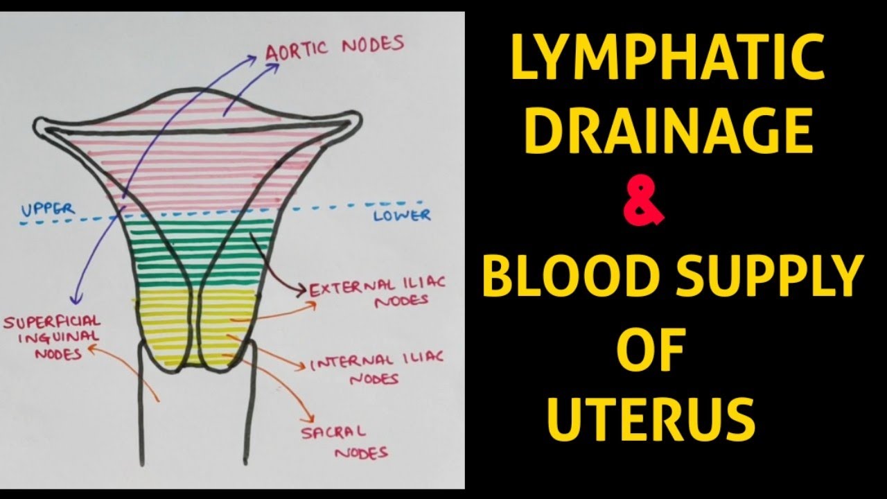 Uterus 4 Lymphatic Drainage Blood Supply Abdomen Youtube