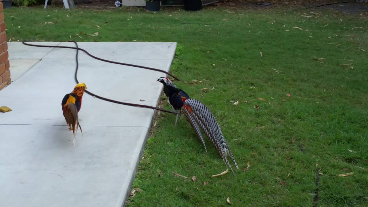 Lady Amherst Golden Pheasant Cocks Fighting Youtube