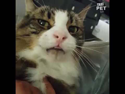 Cats With Attitude Problems Funny Cat Video Compilation 2019 Happy