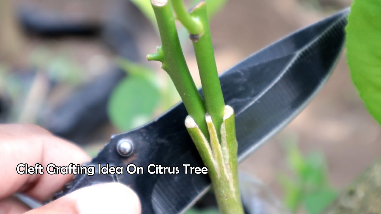 Double Grafting Citrus Tree Youtube