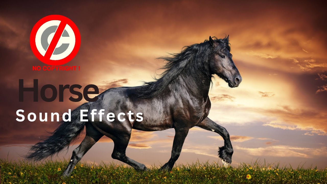 Horse Sound Effect No Copyright Horse Whinnying Horse Neighing