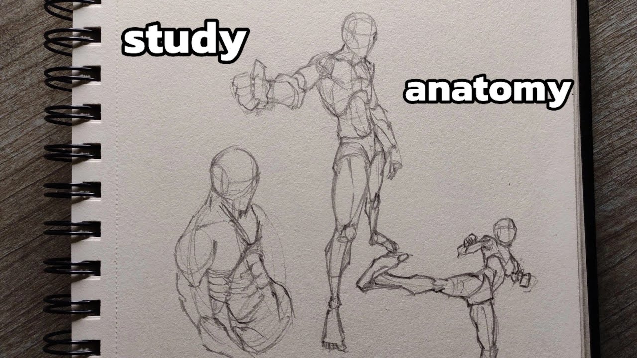 How I Study Anatomy As A Beginner Youtube
