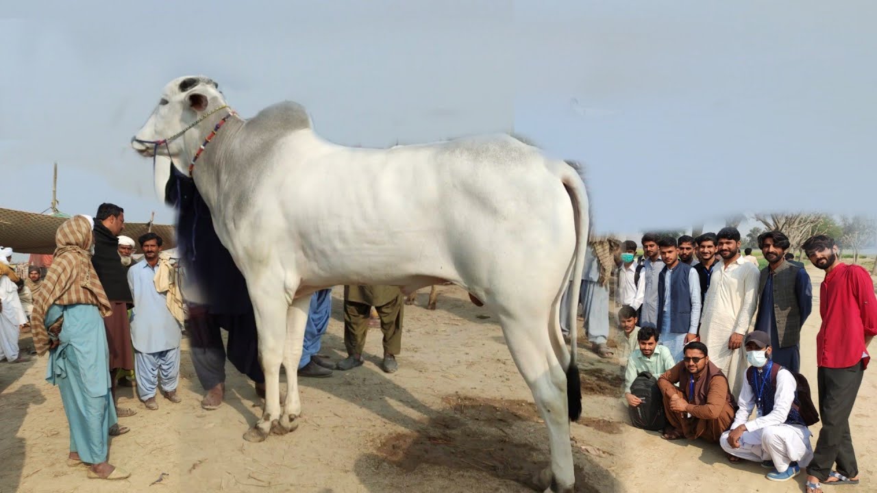 Dajli Bull Youtube