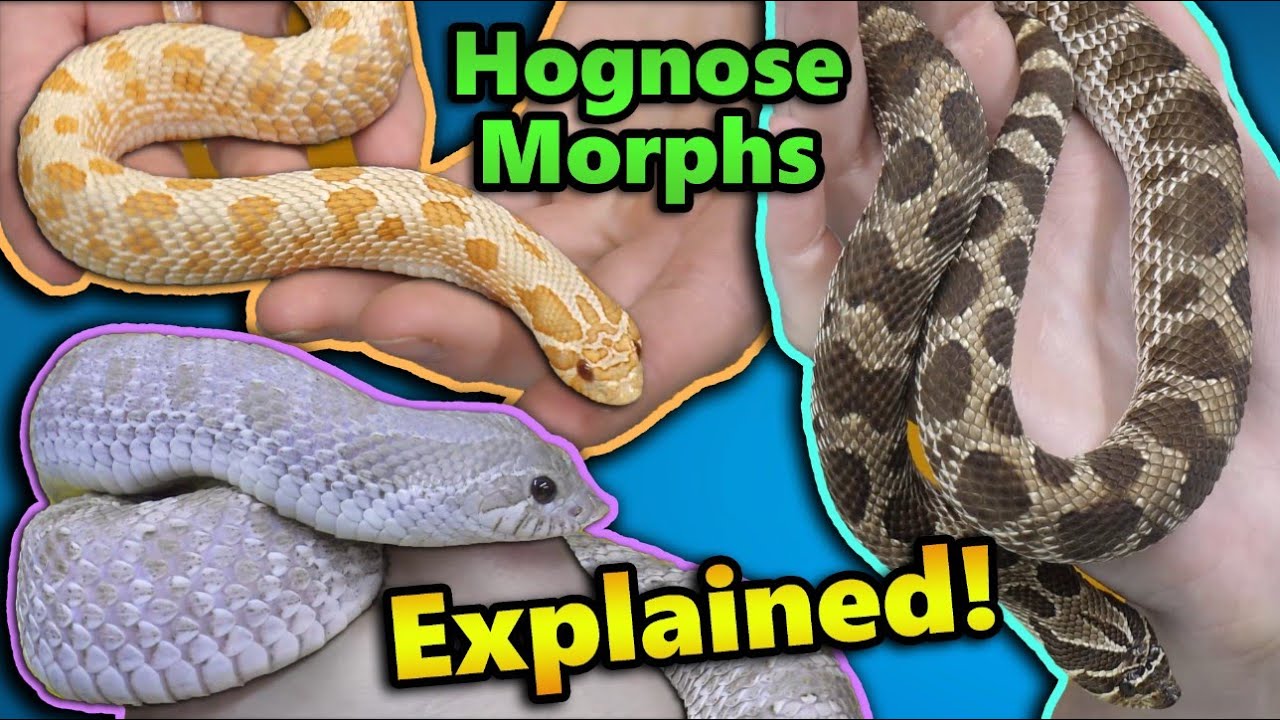 Western Hognose Snake Morphs