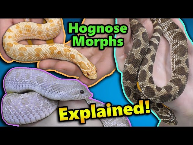 Western Hognose Snake Morphs Contact Support