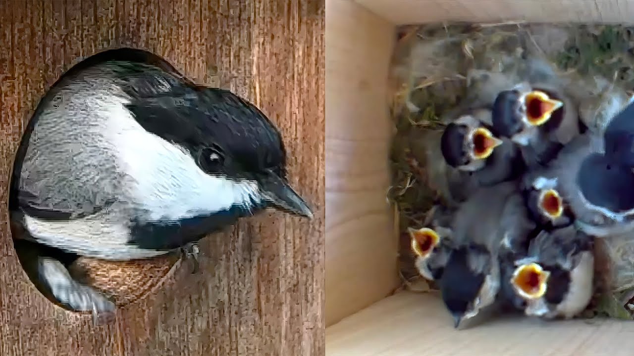 Black Capped Chickadee Nest