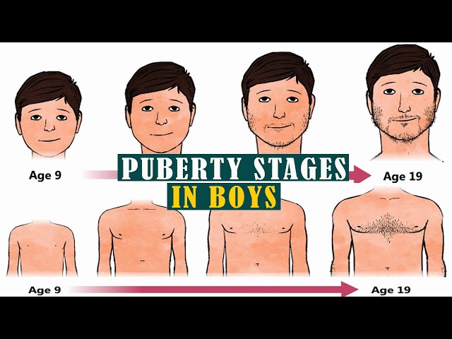 The Stages Of Puberty In Boys 56 Off Www Micoope Gt