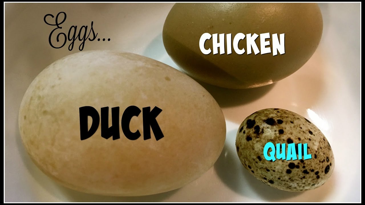 Chicken Egg Duck Egg Conversion At Jennifer Pardue Blog