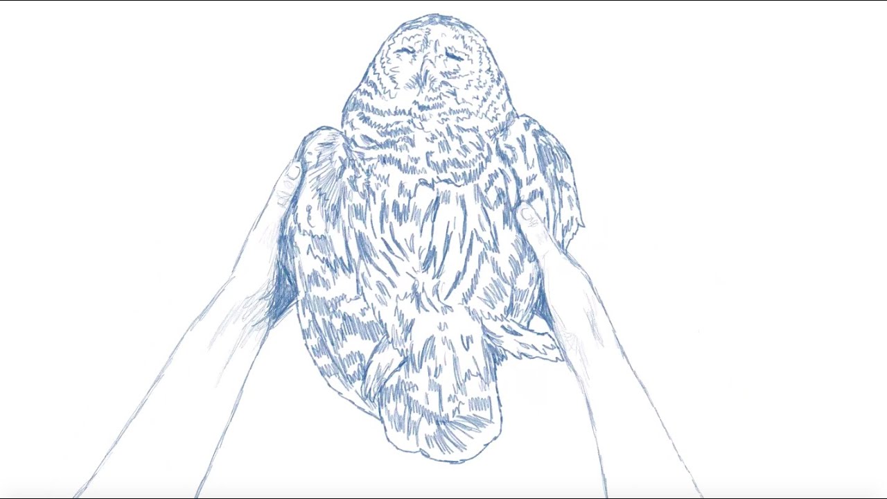 Art Story Amanda Stronza Youtube
