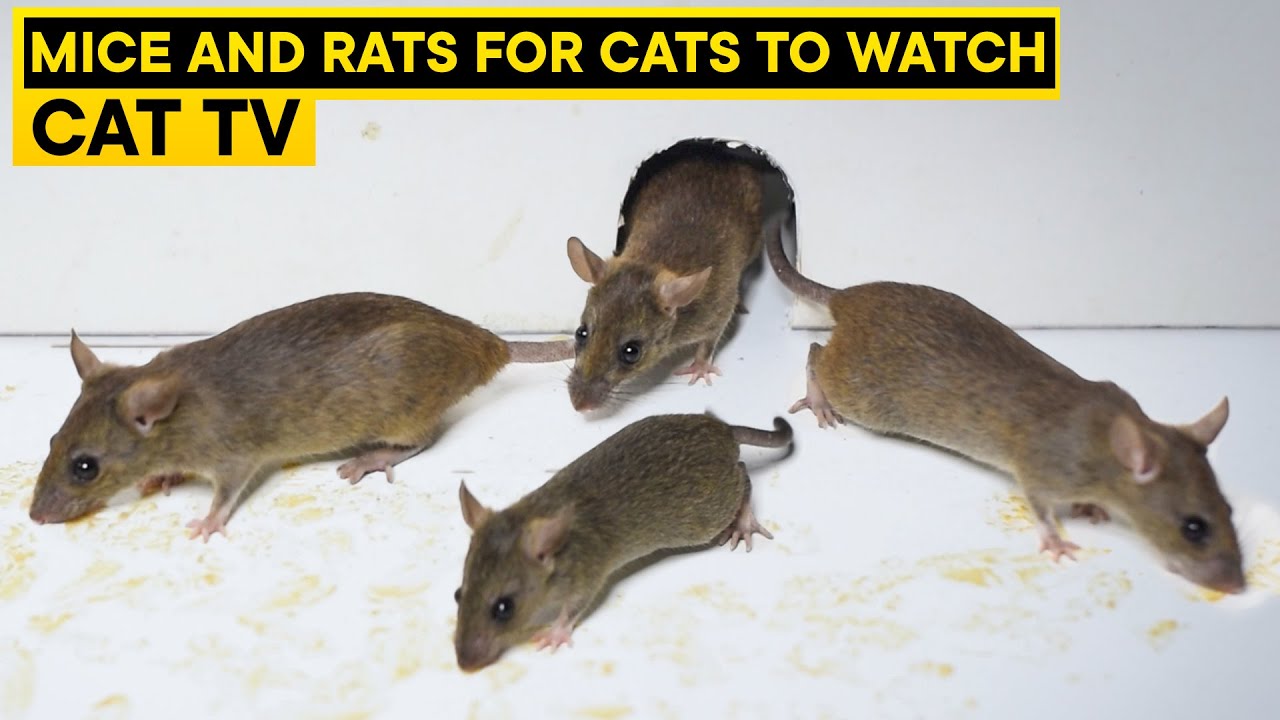 Cat Tv Mice And Rats For Cats To Watch Rat Sound Mouse Sounds