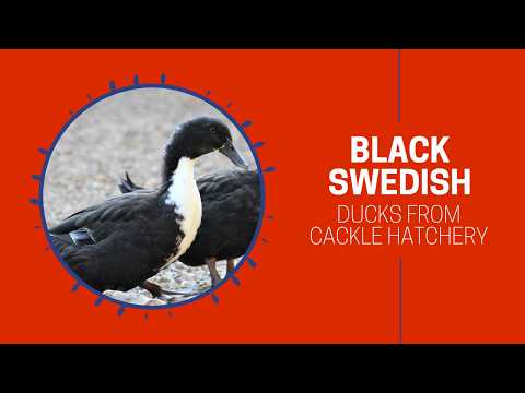 Black Swedish Ducks And Blue Swedish Ducks Breed Breeder Flock Youtube