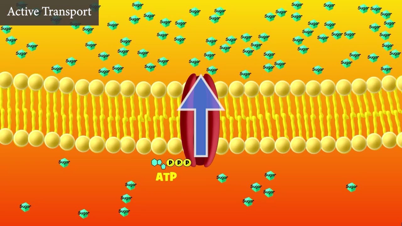 Active Transport Explained Youtube
