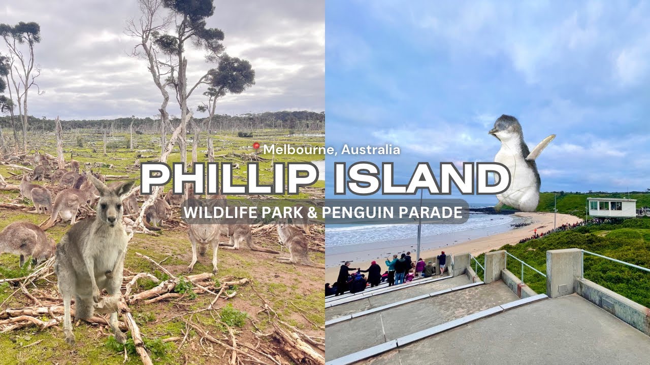 Phillip Island Day Tour Visiting Wildlife Park Feeding Kangaroos