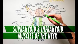 Suprahyoid Infrahyoid Muscles Of The Neck Anatomy Tutorial Anatomy ...