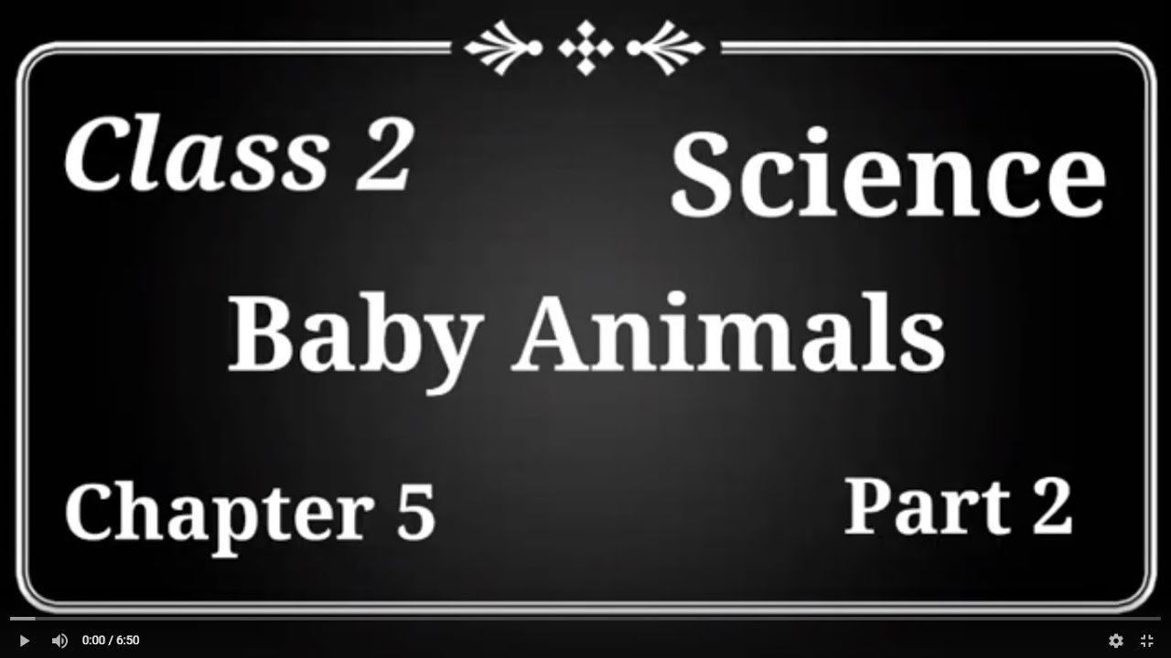 Baby Animals Class 2 Science Chapter 5 Part 2 Target 95