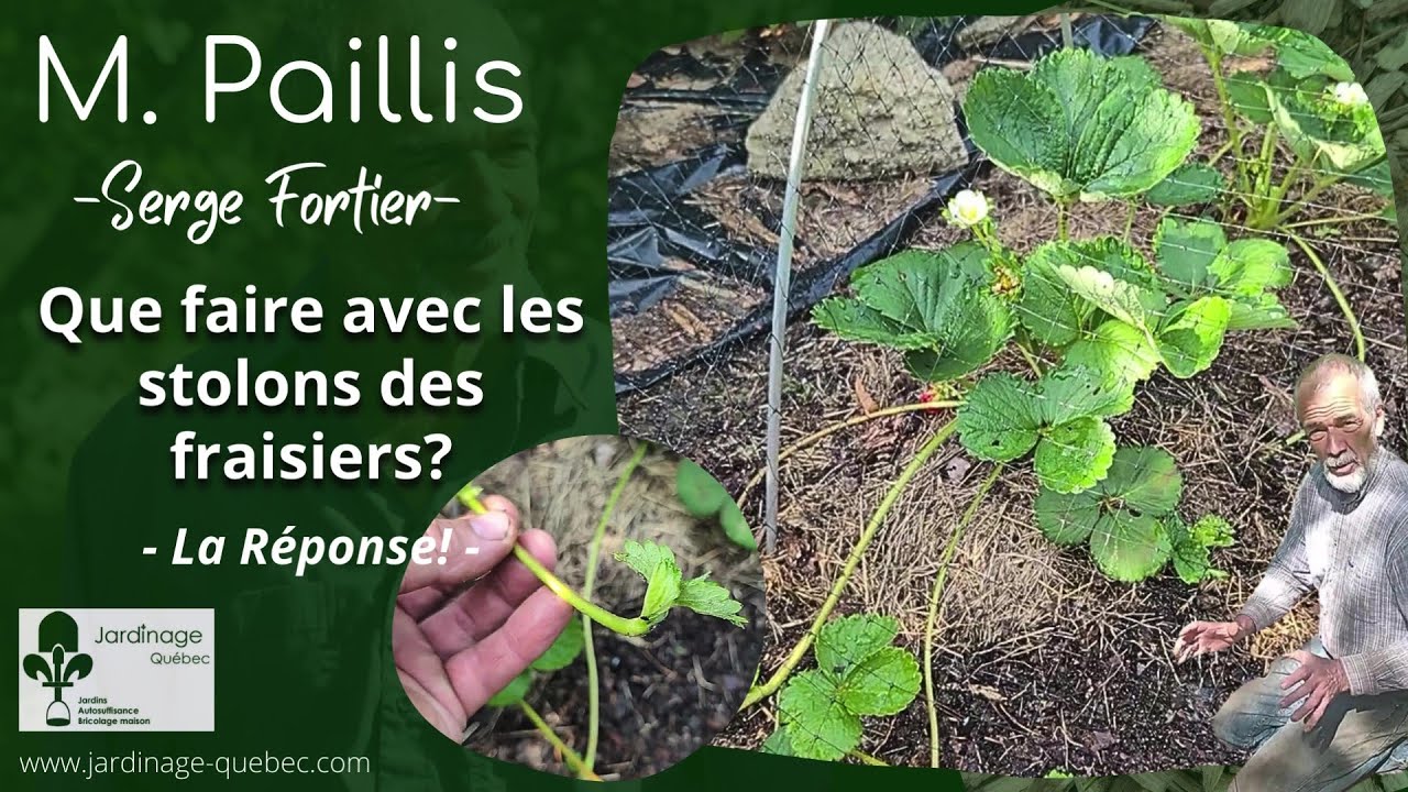 Que Faire Avec Les Stolons Des Fraisiers Conseils De Serge Fortier