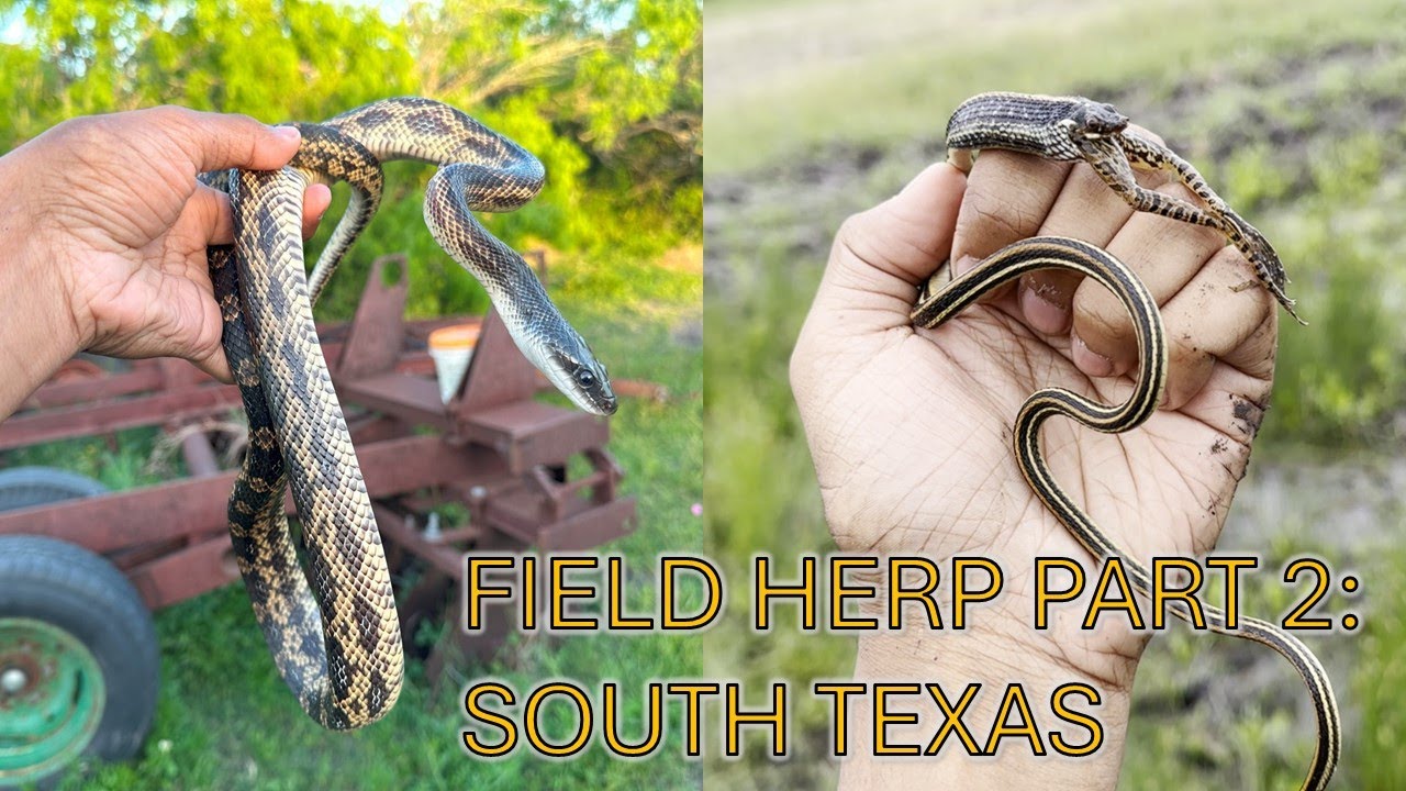 Field Herpetology Herping In Coastal South Texas Youtube