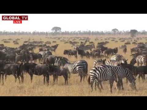 Tazama Kipindi Cha Kuvutia Cha Wanyama Porini Ukizubaa Umeliwa Youtube