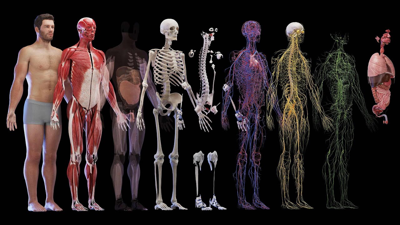 Human Anatomy External Body Parts Names 3d Animation Youtube