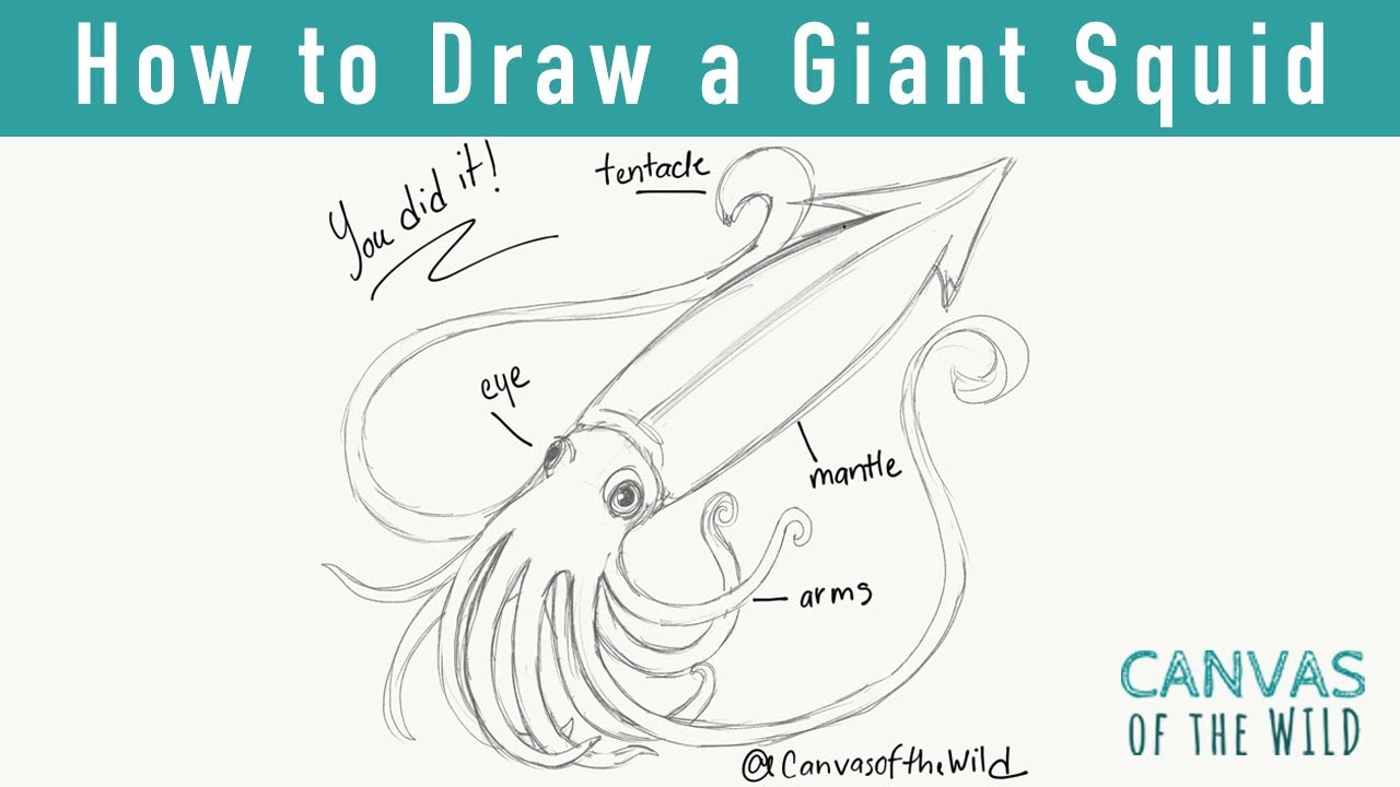 Day 3 How To Draw A Giant Squid Youtube