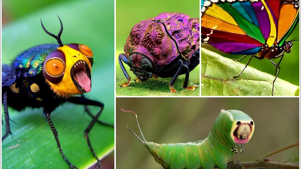 Top 10 Most Beautiful Insects In The World In 2020 Be Vrogue Co
