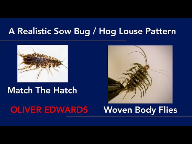 Hog Louse