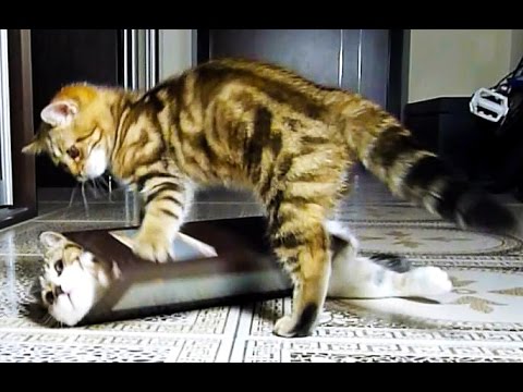 Cats Doing Weird Things