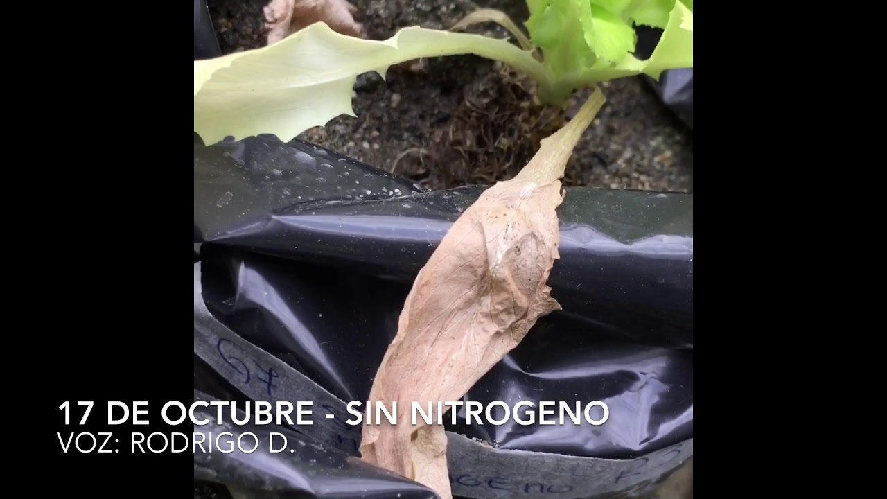 Crecimiento Y Desarrollo De Lechugas A Falta De Nitrógeno Y Fósforo