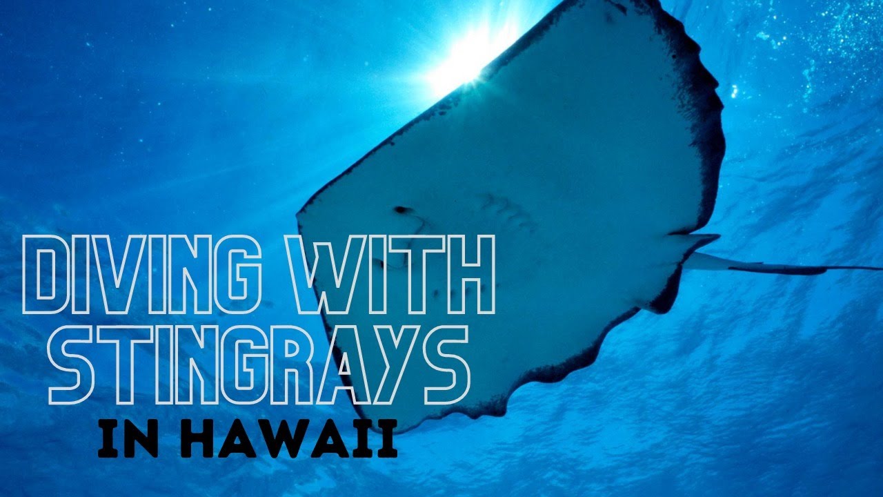 Diving With The Stingrays In Hawaii Youtube