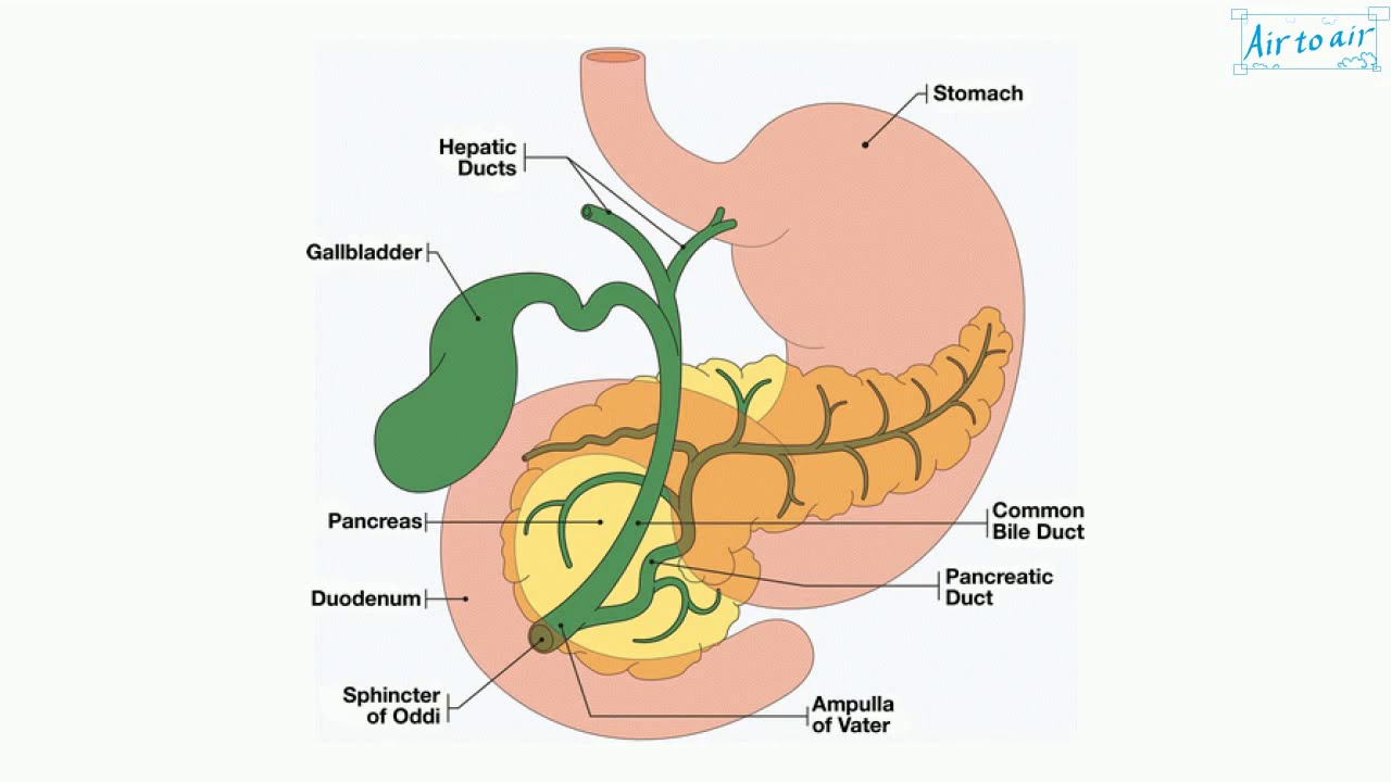 Hepatopancreatic Ampulla Of Vater