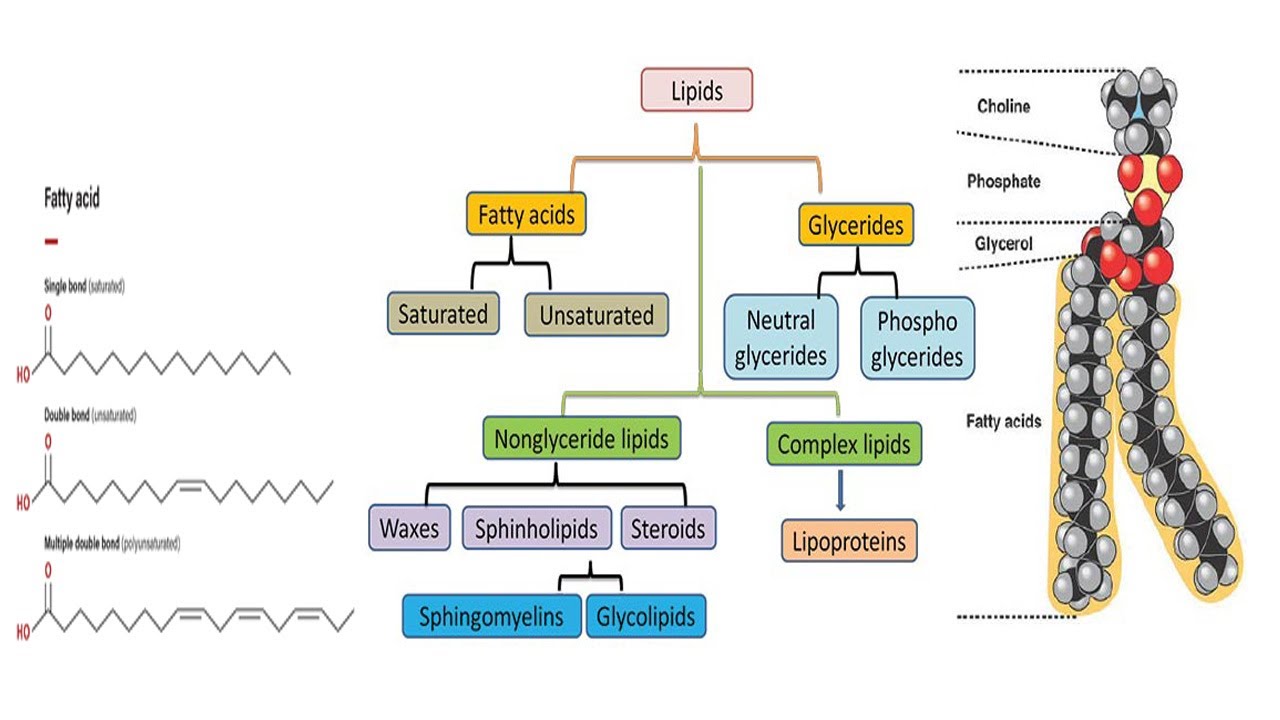Lipids Chap 02 Biological Molecules Xi Youtube