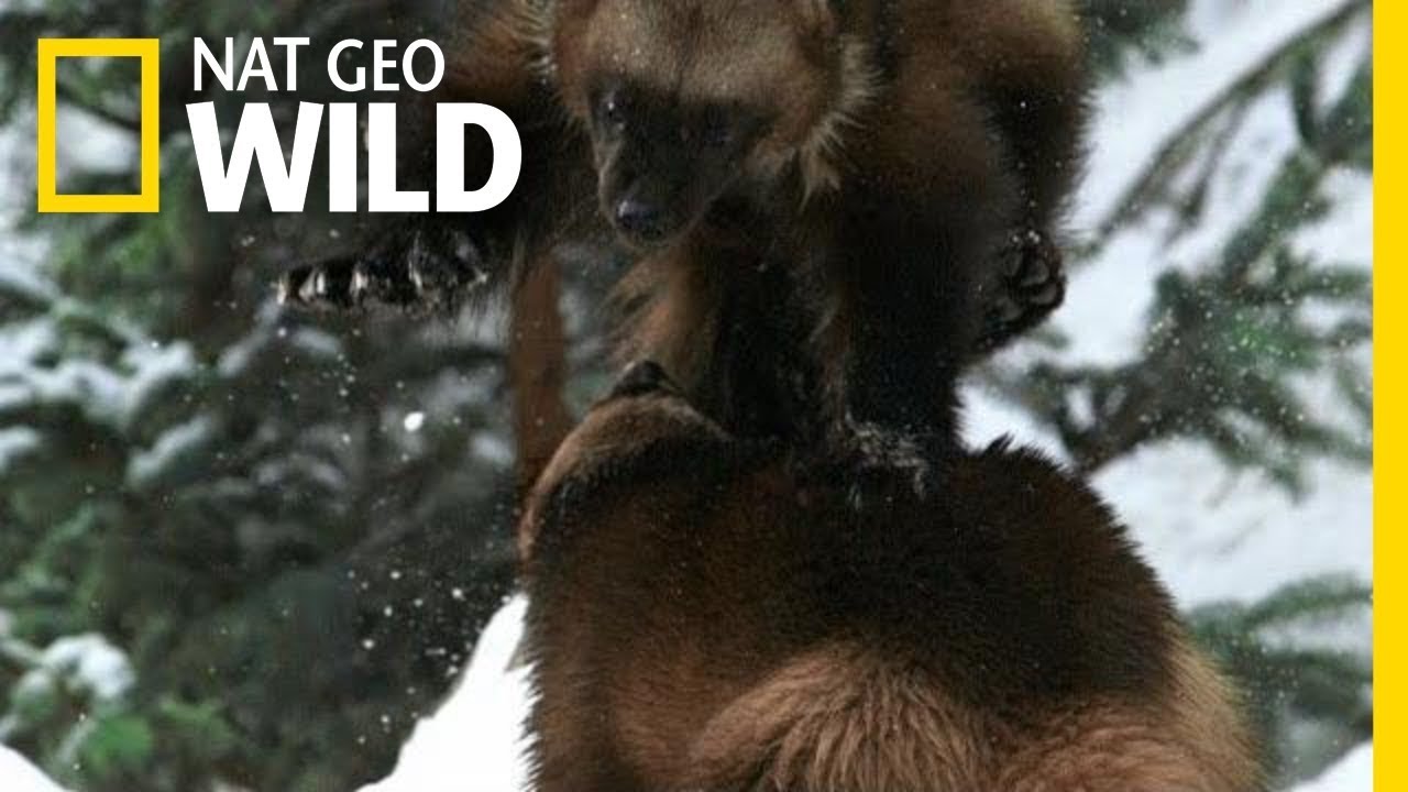 A Wolverine Showdown Alaska S Deadliest Youtube