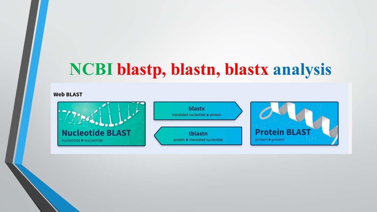 How To Perform Blast Analysis On Ncbi Tutorial 5 Youtube