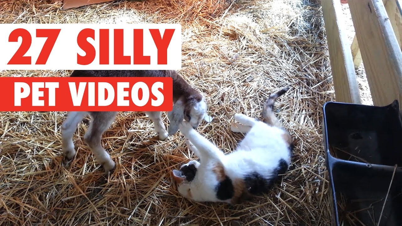 27 Silly Pet Videos Compilation 2016 Youtube