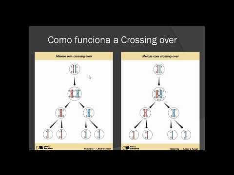 Meiose E Variabilidade Genética 2º Ano Em Ee Amadeu Amaral Parte 1