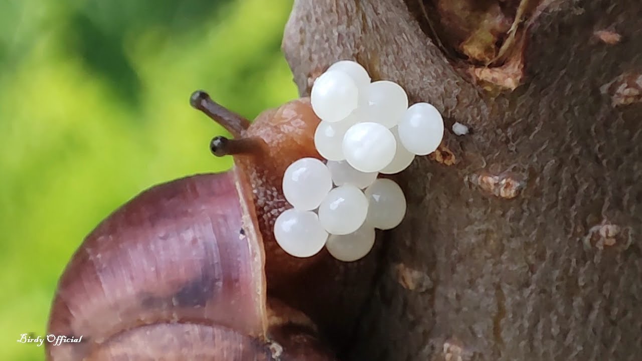 Snail Laying Eggs Love When They Lay Eggs Right In Viewing Range