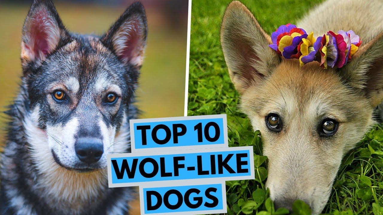 Top 10 Dogs That Look Like Wolves Youtube
