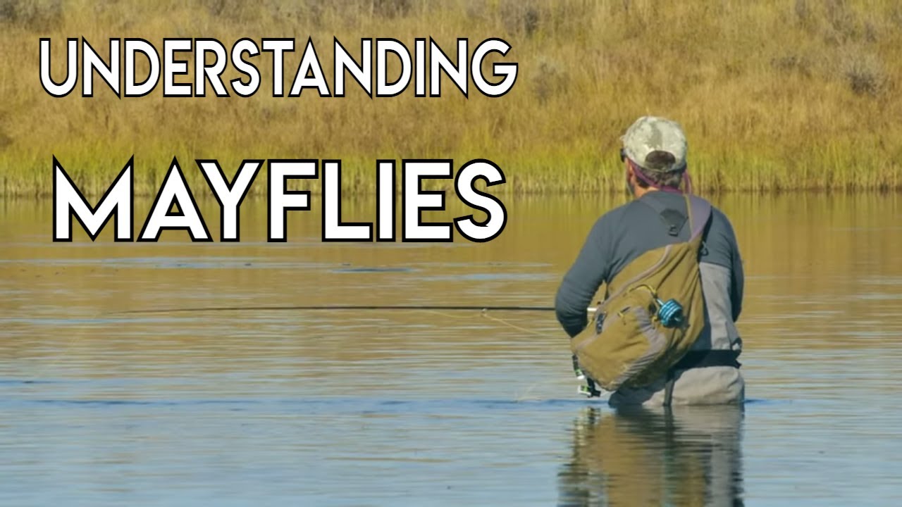 Understanding Mayflies With Tom Rosenbauer Youtube